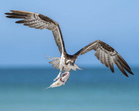 Bird Photography Tips PDF Download | Matt Kloskowski